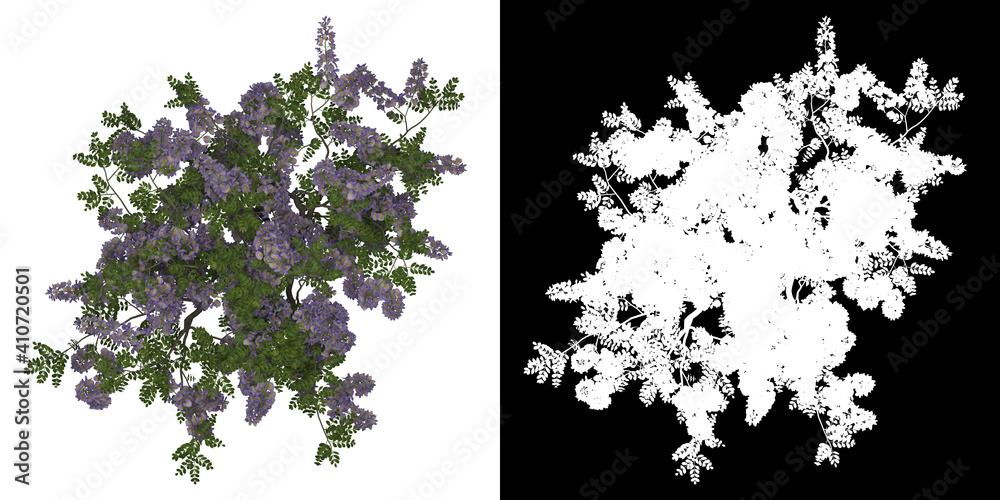 Top view of Wisteria Floribunda Tree. PNG with alpha channel to cutout ...
