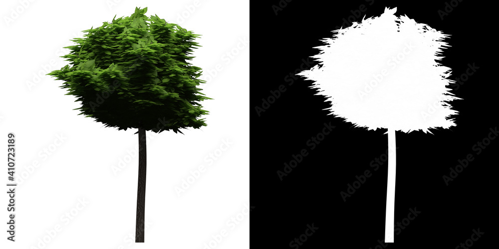 Front view of Catalpa Scop Tree. PNG with alpha channel to cutout. Made ...