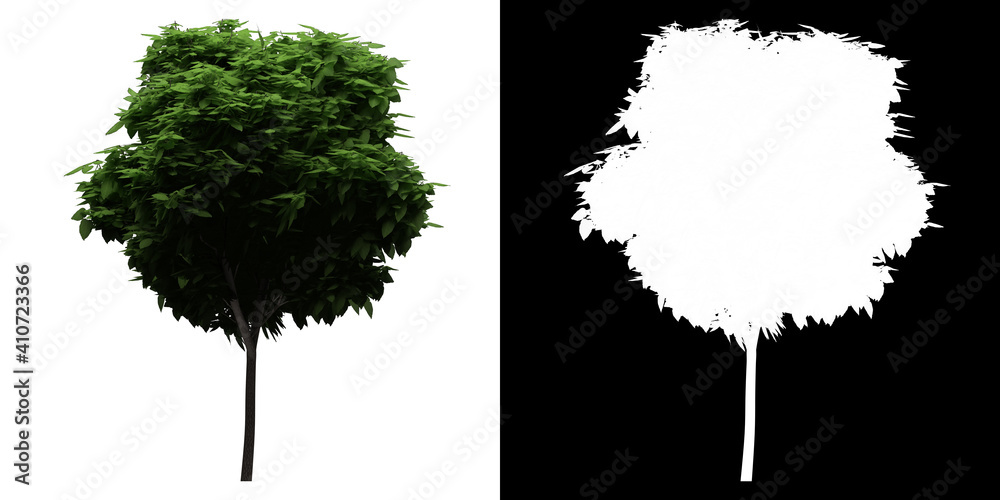 Left view of Catalpa Scop Tree. PNG with alpha channel to cutout. Made ...