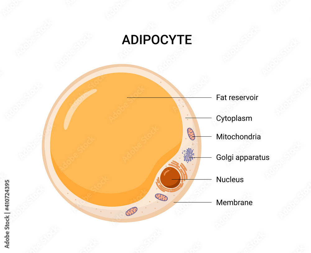Vector structure of white fat cell. Illustration of adipose. Stock ...