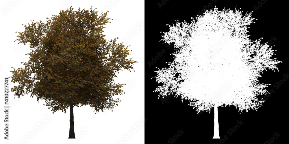 Left view of Field Maple Tree. PNG with alpha channel to cutout. Made ...
