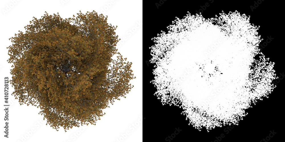 Top view of Field Maple Tree. PNG with alpha channel to cutout. Made ...