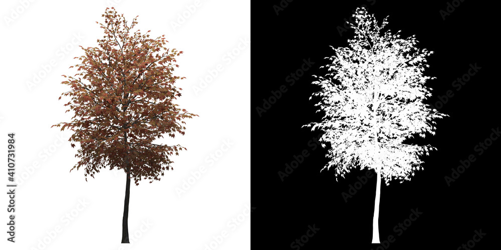 Top view of Sugar Maple Tree. PNG with alpha channel to cutout. Made ...