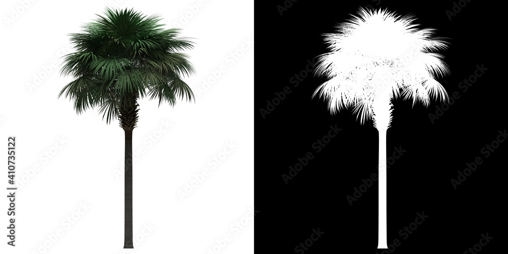 Left view of Sabal Palm Tree. PNG with alpha channel to cutout. Made ...