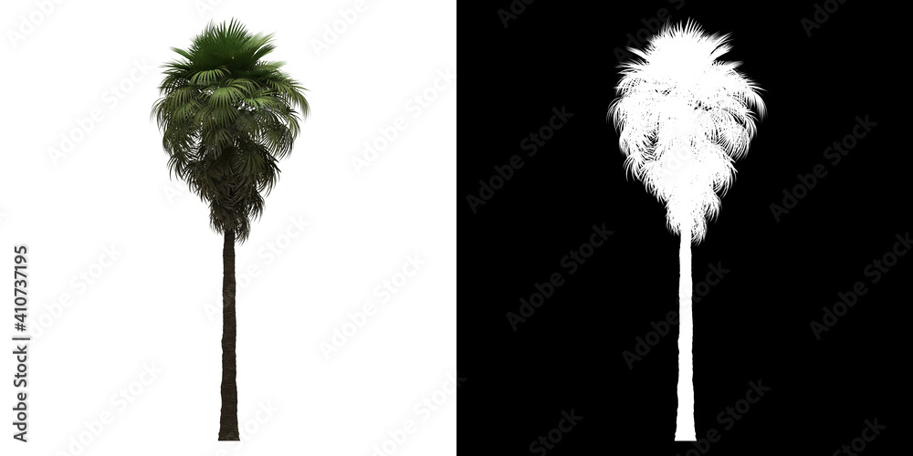 Left view of California Palm Tree. PNG with alpha channel to cutout ...