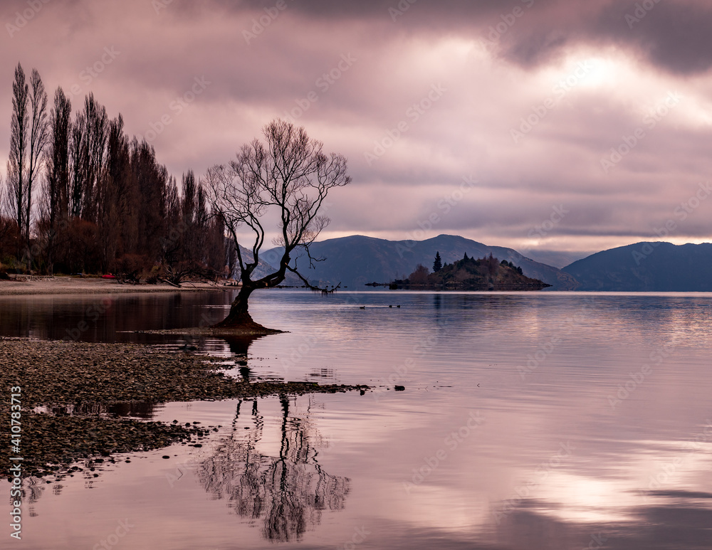 'Wanaka Tree" tree growing in lake bed, Wanaka New Zealand Stock Photo ...