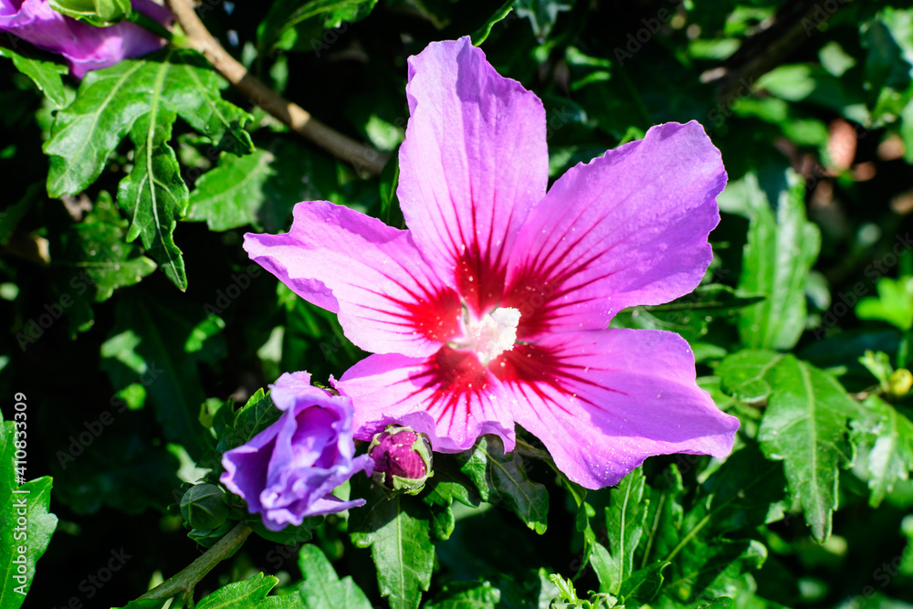 Pink delicate flower of Cornus kousa tree, commonly known as ousa ...