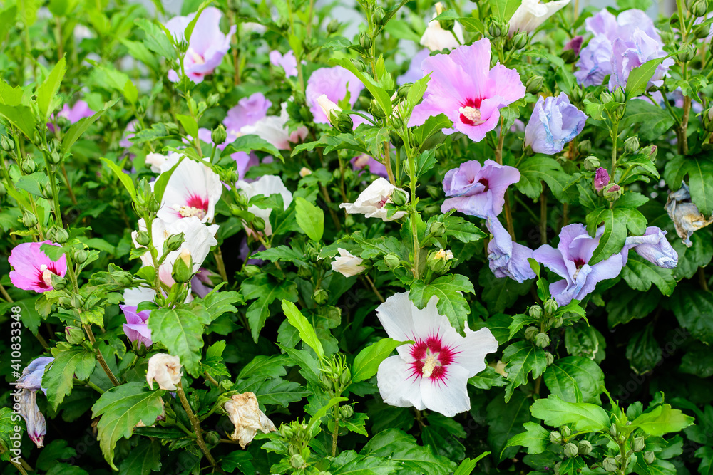 Pink delicate flowers of Cornus kousa tree, commonly known as ousa ...