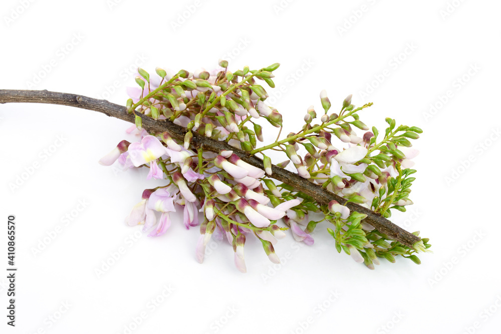 Foto de Gliricidia sepium (Mata Raton) flower on white background. do ...