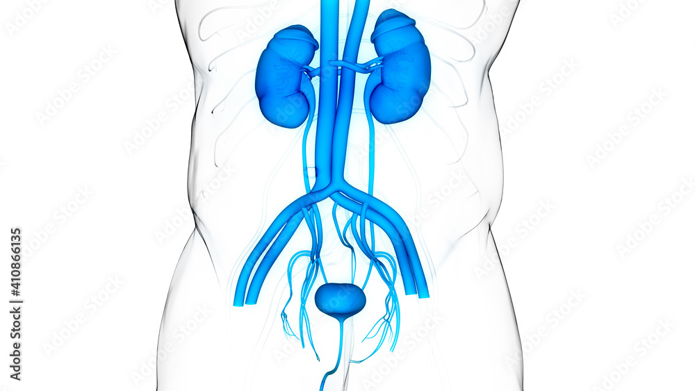 Human Urinary System Kidneys with Bladder Anatomy Stock Illustration ...