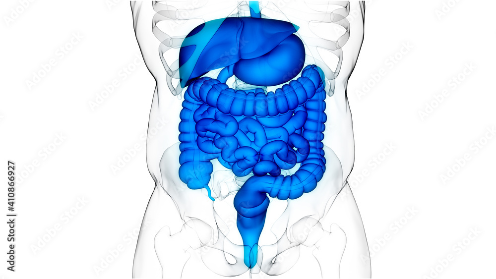 Human Digestive System Anatomy Stock Illustration | Adobe Stock