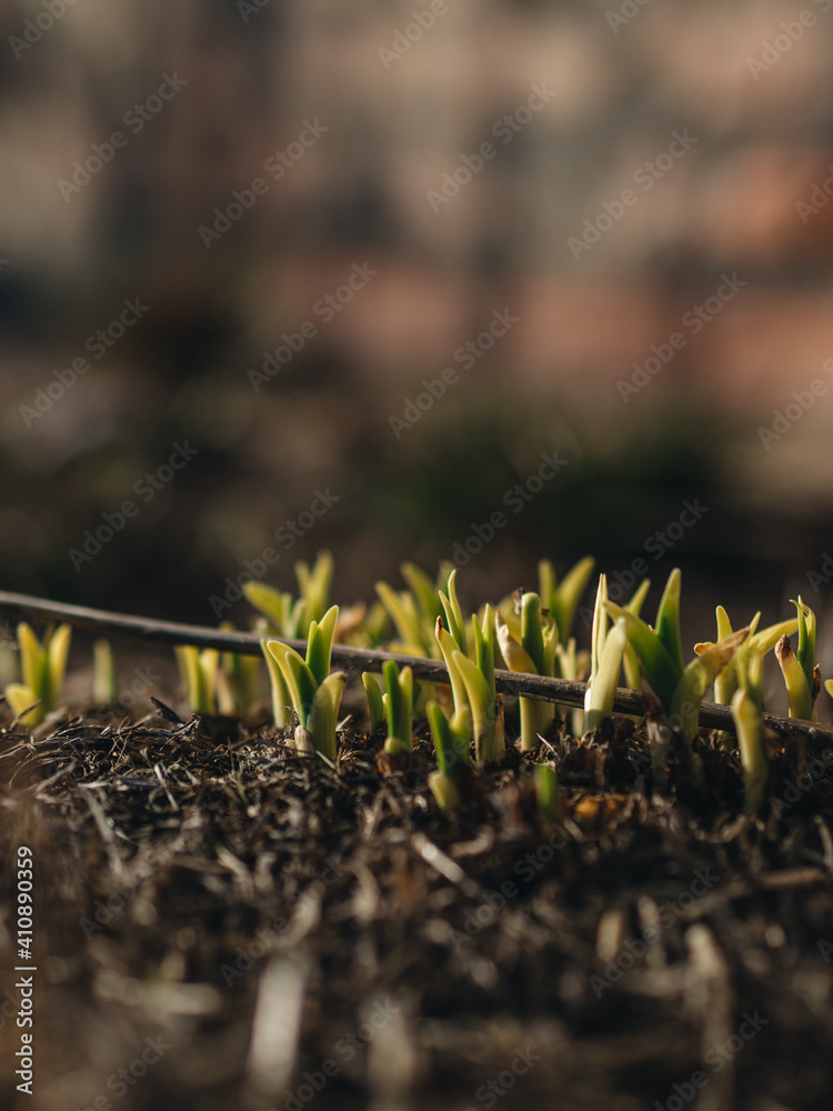 The first spring small shoots. Rejoice at the first rays of the spring ...