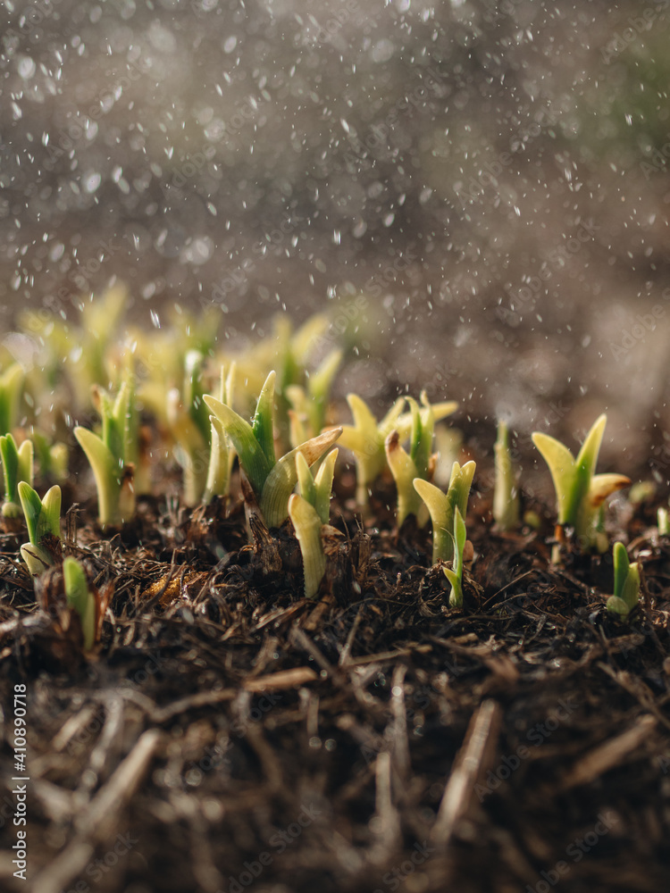 The first spring small shoots. Rejoice at the first rays of the spring ...