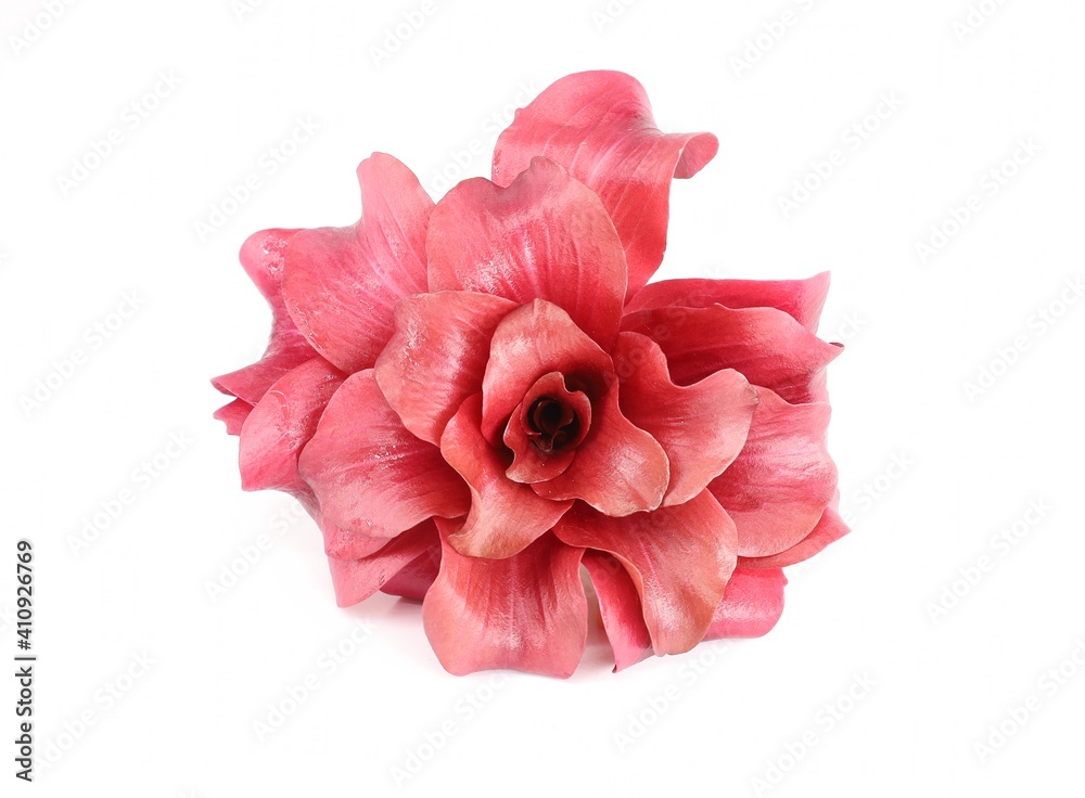 Pinkish red radicchio, a type of leaf chicory. This is the prized ...