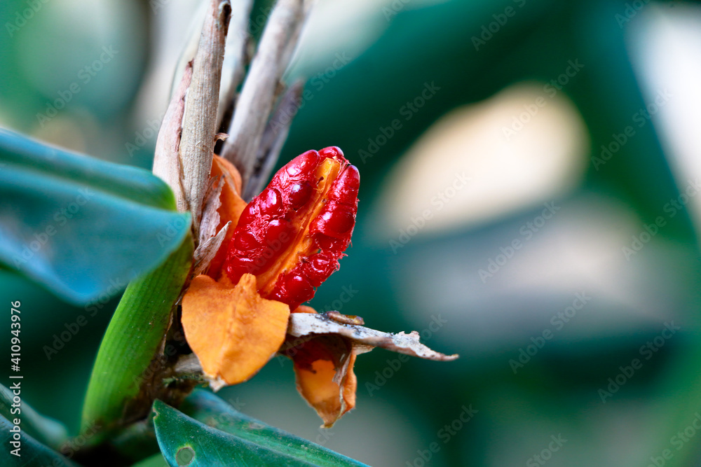 Red color seeds of garland-lily or ginger lily, selective focus Stock ...