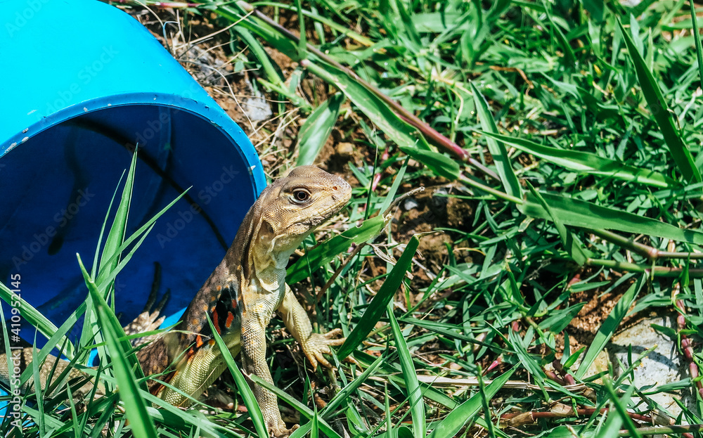 Butterfly lizards, Small-scaled lizards, Ground lizards, Butterfly ...