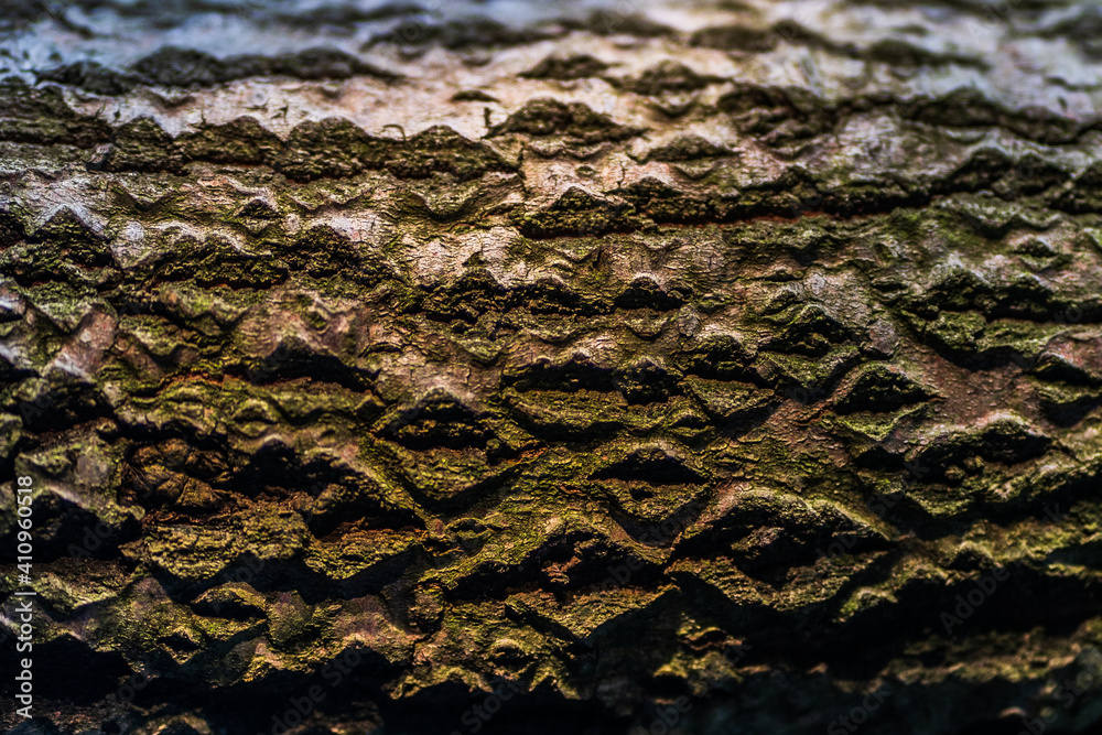 Extreme close-up with the bark of a tree showing the texture and ...