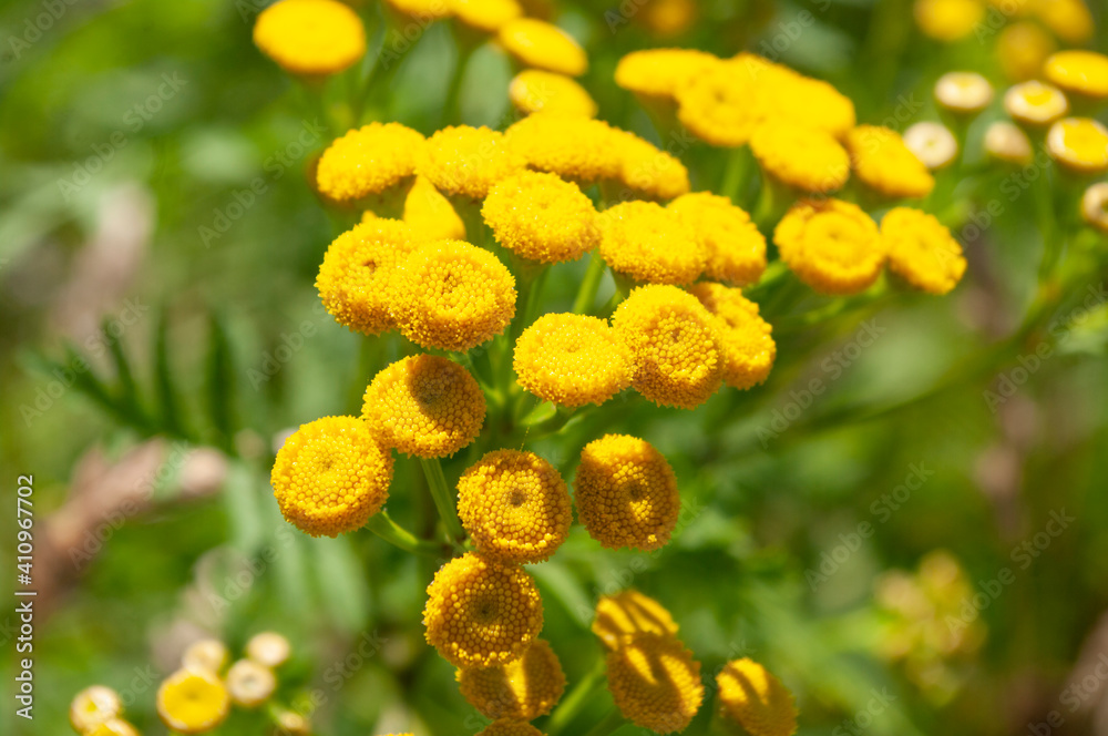Yellow tansy flowers ,Tanacetum vulgare, common tansy plant, bitter ...