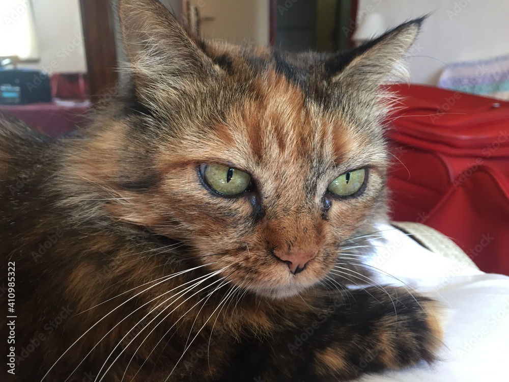 ma minette Stock Photo | Adobe Stock