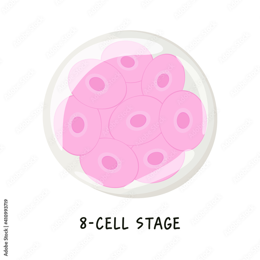 Flat vector medical illustration of human embryonic development or ...