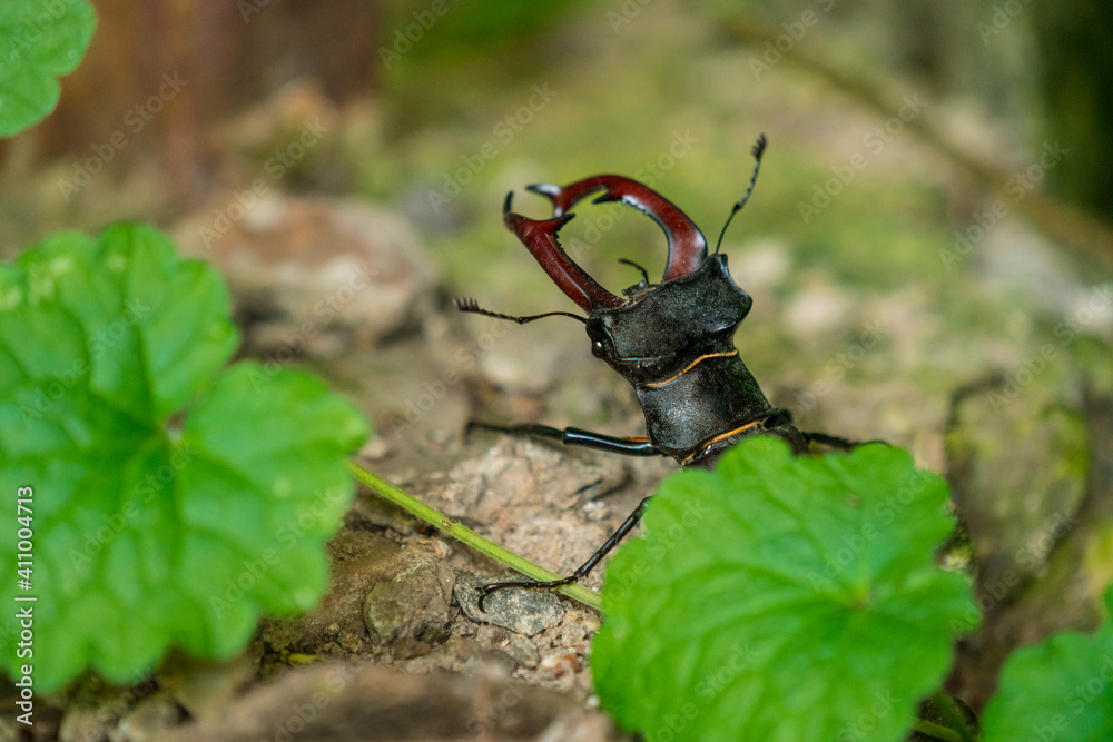 Poster The European stag beetle is one of the best-known species of ...