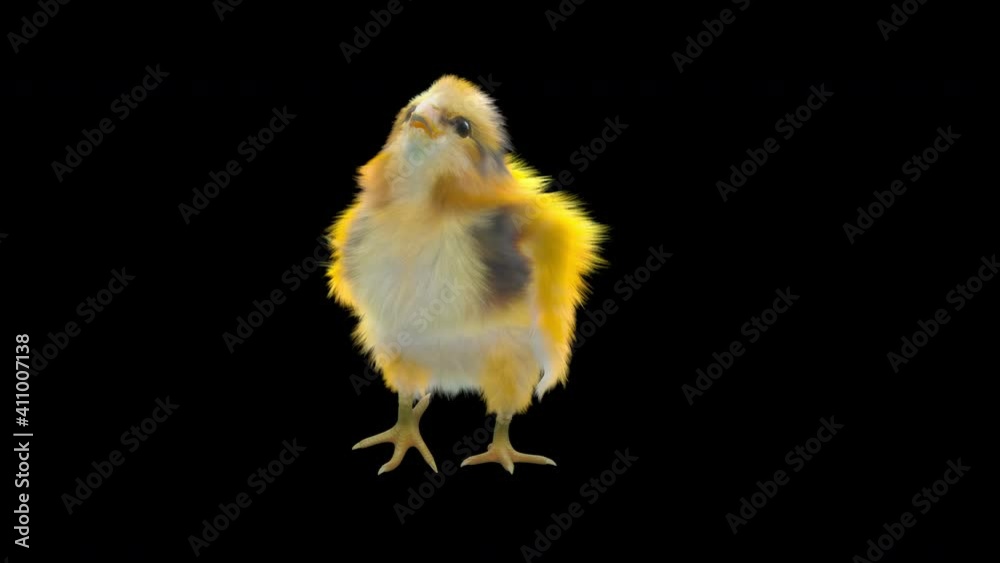 Baby Chickens Dance CG fur 3d rendering animal realistic composition 3d ...