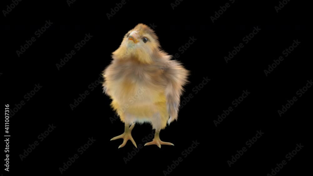 Baby Chickens Dance CG fur 3d rendering animal realistic composition 3d ...