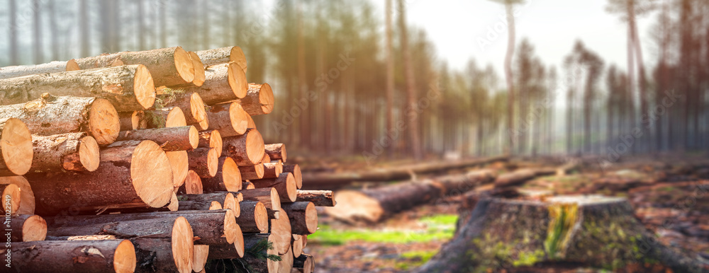 Log spruce trunks pile. Sawn trees from the forest. Logging timber wood ...