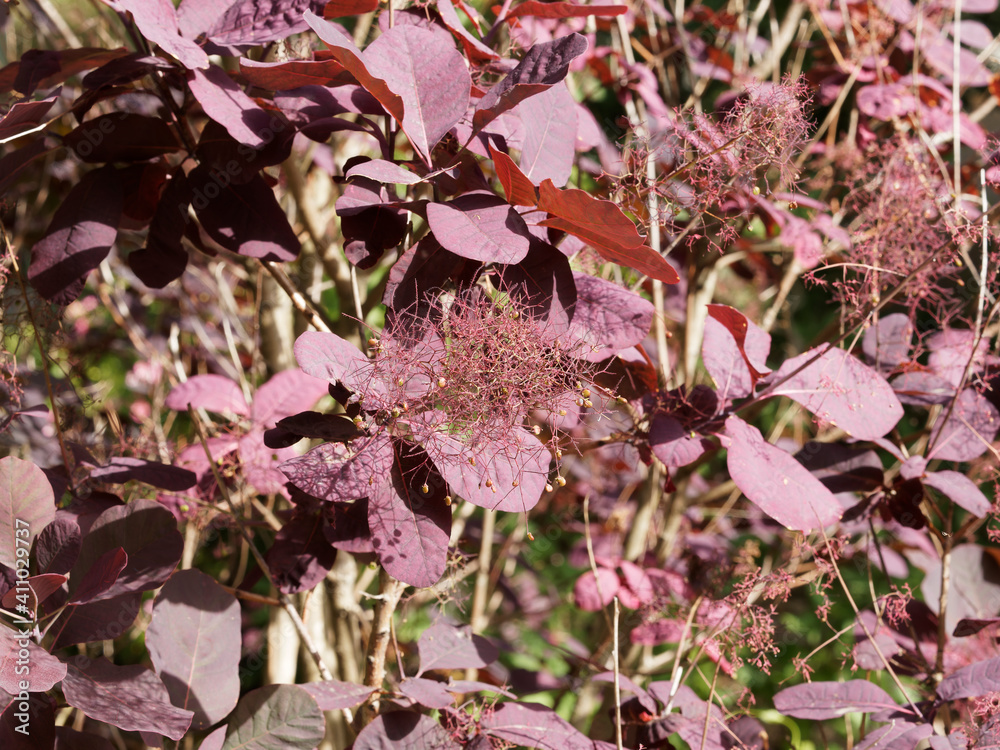 Cotinus coggygria 'Royal purple' ou arbre à perruques au feuillage ...
