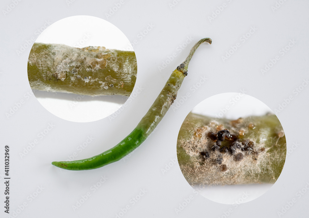 Close up conidium germinates fungus Botrytis spp. common name gray mold ...