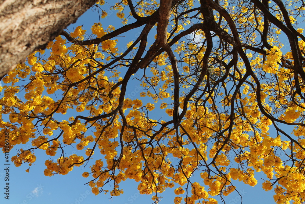 Branches and branches of yellow ipe tree with yellow flowers and ...