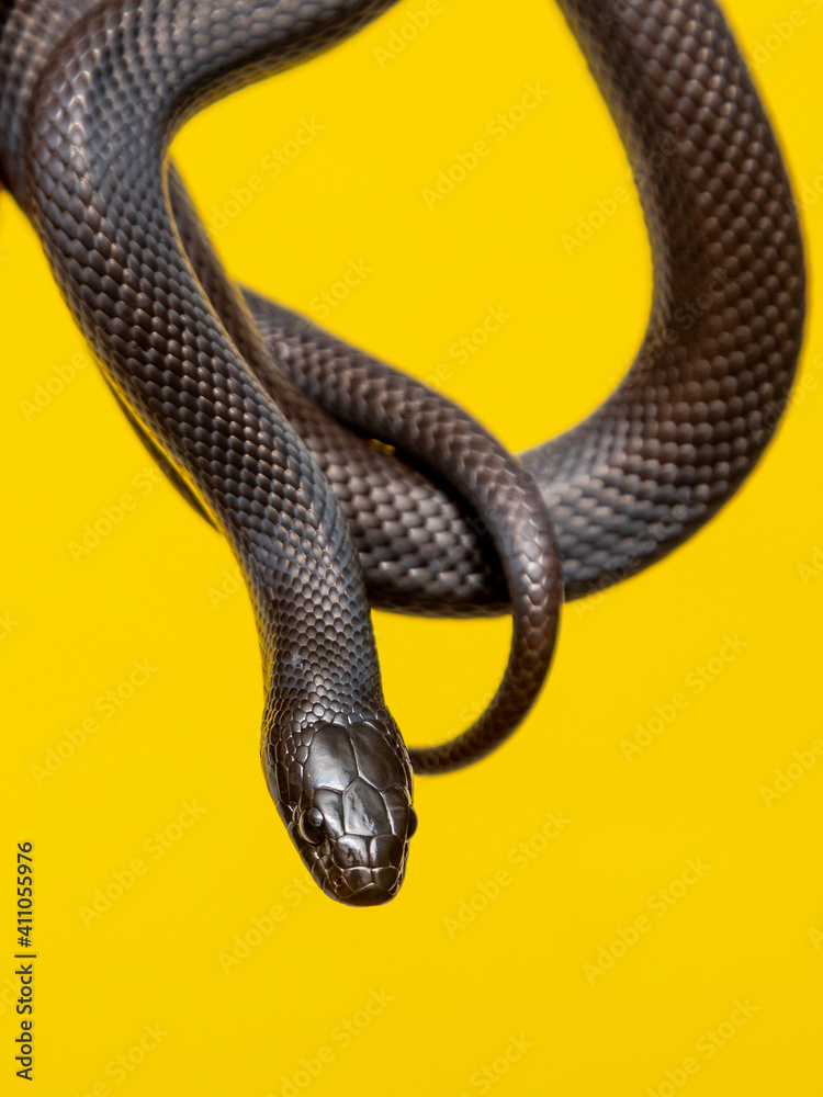 The Mexican black kingsnake (Lampropeltis getula nigrita) is part of ...