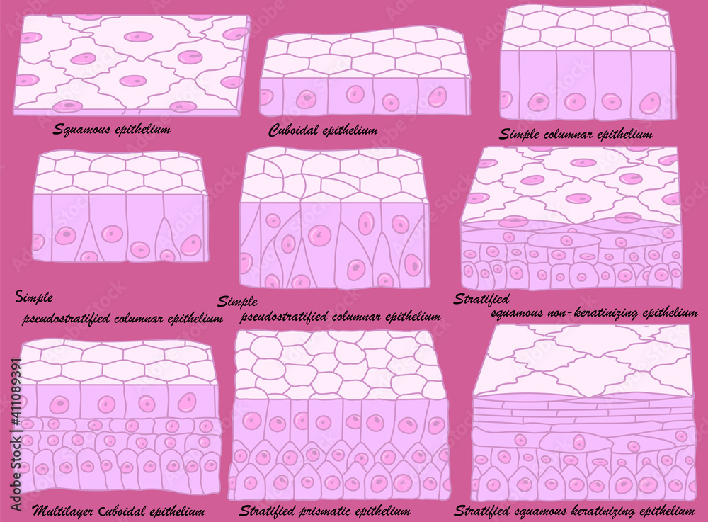 Stratified Columnar Epithelium Diagram