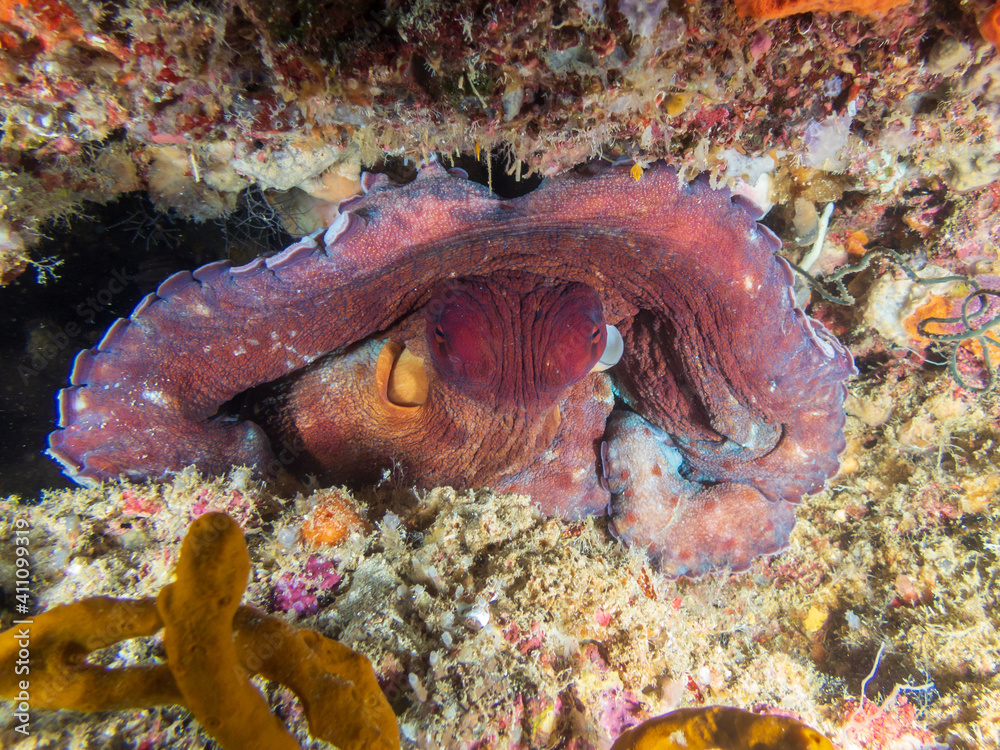 Day octopus (Octopus cyanea), also known as the big blue octopus ...