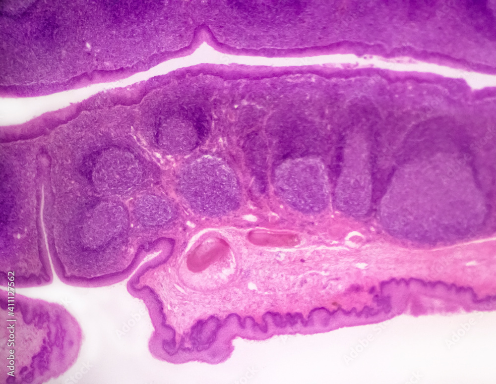 Palatine tonsil cross-section of a domestic cat (Felis catus Linnaeus ...