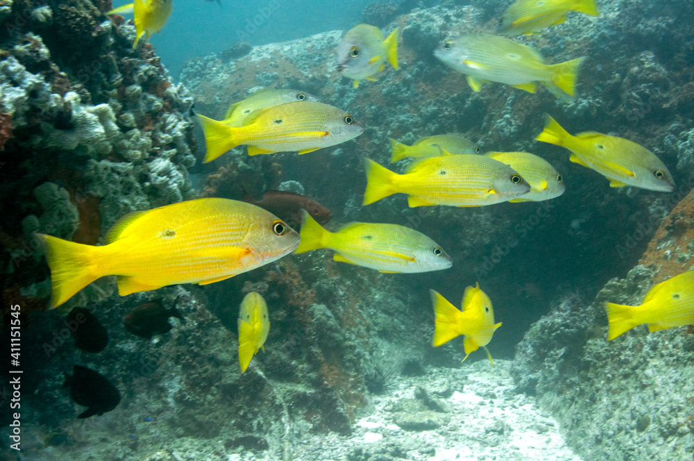 School of Blackspot Snapper (Lutjanus fulviflamma), Seychelles Stock ...