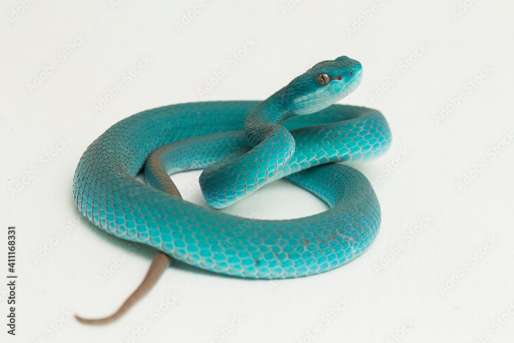 Blue Insularis (Trimeresurus Insularis) White-lipped Island Pit Viper ...