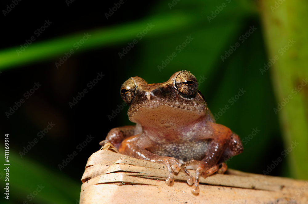 Shrub frog (Pseudophilautus, Rhacophoridae) in Sri Lanka // Ruderfrosch ...