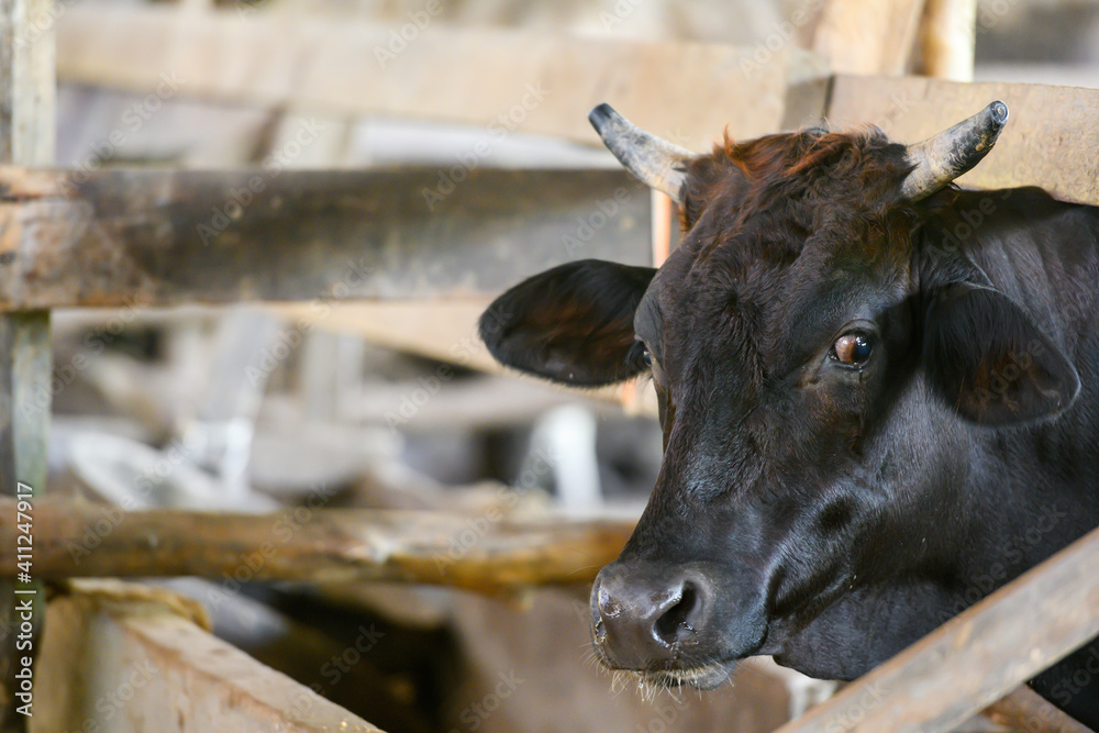 Raising wagyu cows at an industrial farming farm of Japanese origin ...