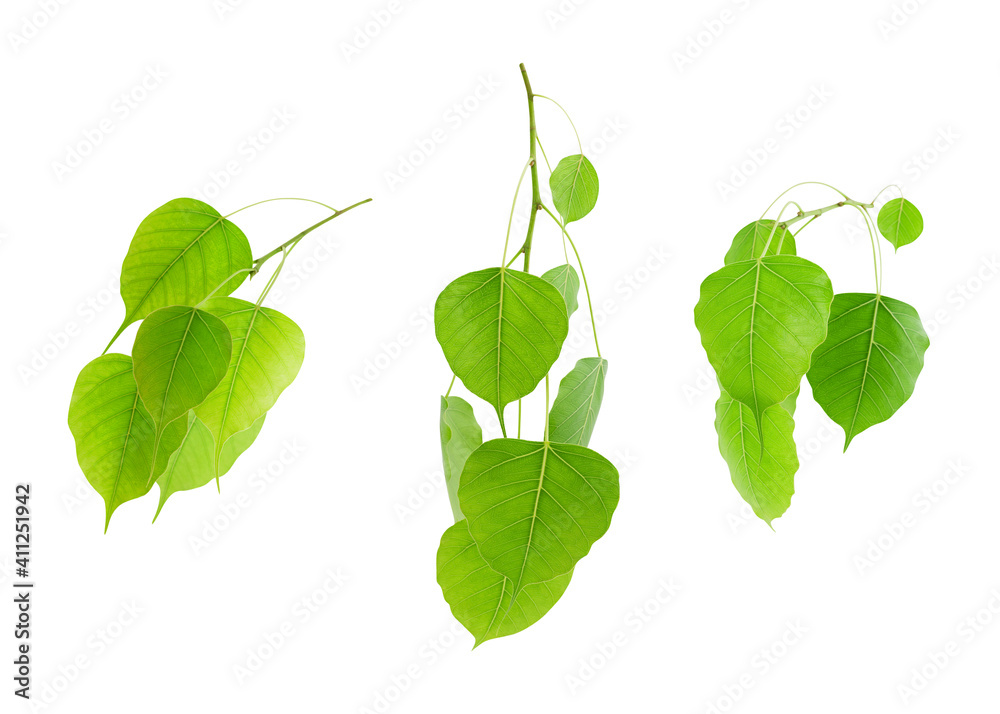 Green tropical leaves set isolated on white background Summer design ...