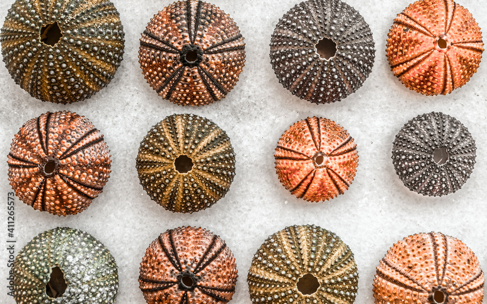 colorful sea urchins pattern top view closeup on white marble ...