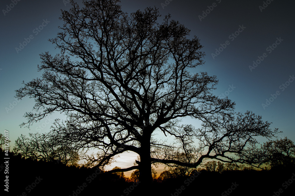 Large beautiful old oak tree silhouette shadow at sunset with warm ...