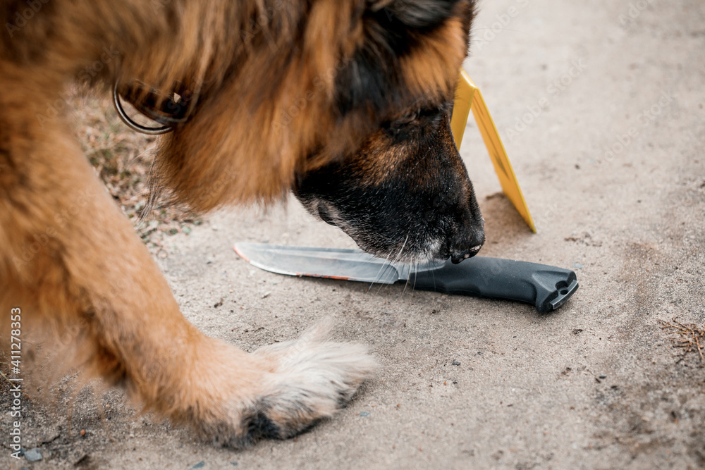 Processing traces of the smell of a police dog on the street. The ...