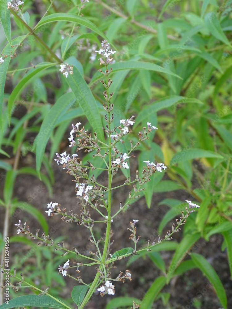 Foto de ALOYSIA CITRODORA. HIERBA LUISA. PLANTA CON HOJAS VERDES ...