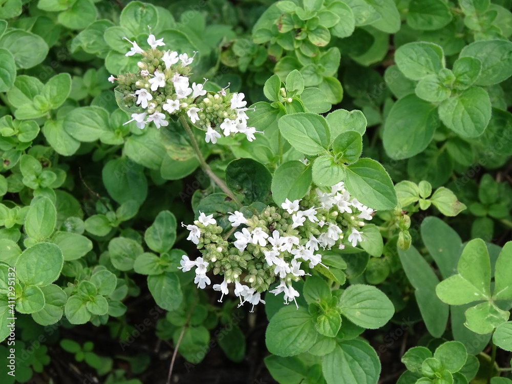 ORIGANUM VULGARE. ORÉGANO. DETALLE. HOJAS Y FLORES DE LA PLANTA ...