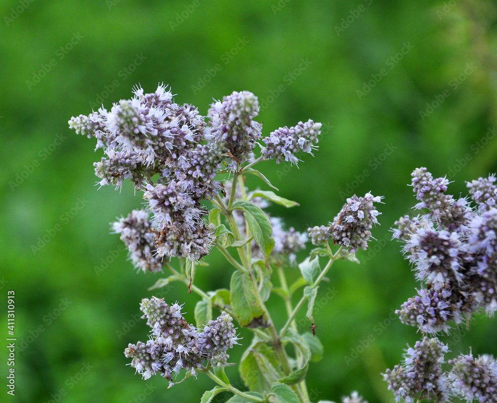 Mint long-leaved (Mentha longifolia) grows in nature Stock Photo ...