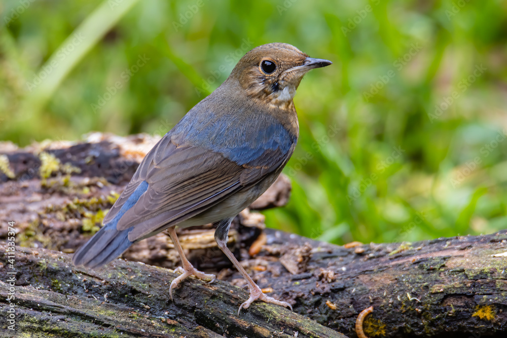 Siberian Blue Robin Blue birds found in Sabah, Borneo Stock Photo ...