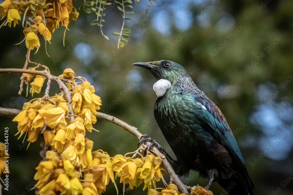 Tui, a native New Zealand songbird, pictured in a flowering native ...