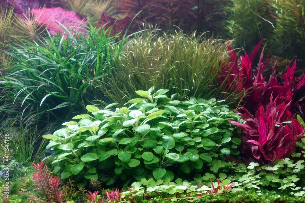 Aquatic plants tank. Beautiful aquarium with colorful aquatic plants in ...