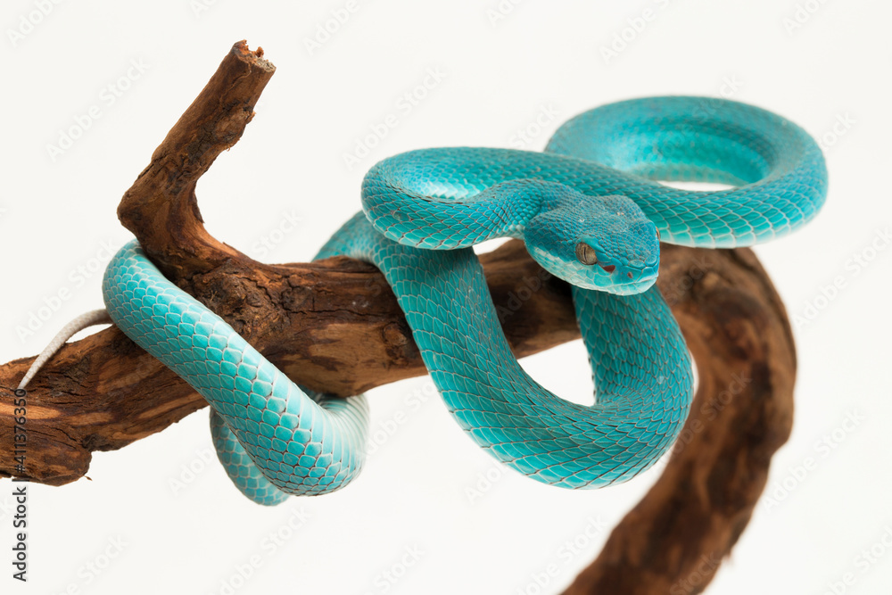 Blue Insularis (Trimeresurus Insularis) White-lipped Island Pit Viper ...